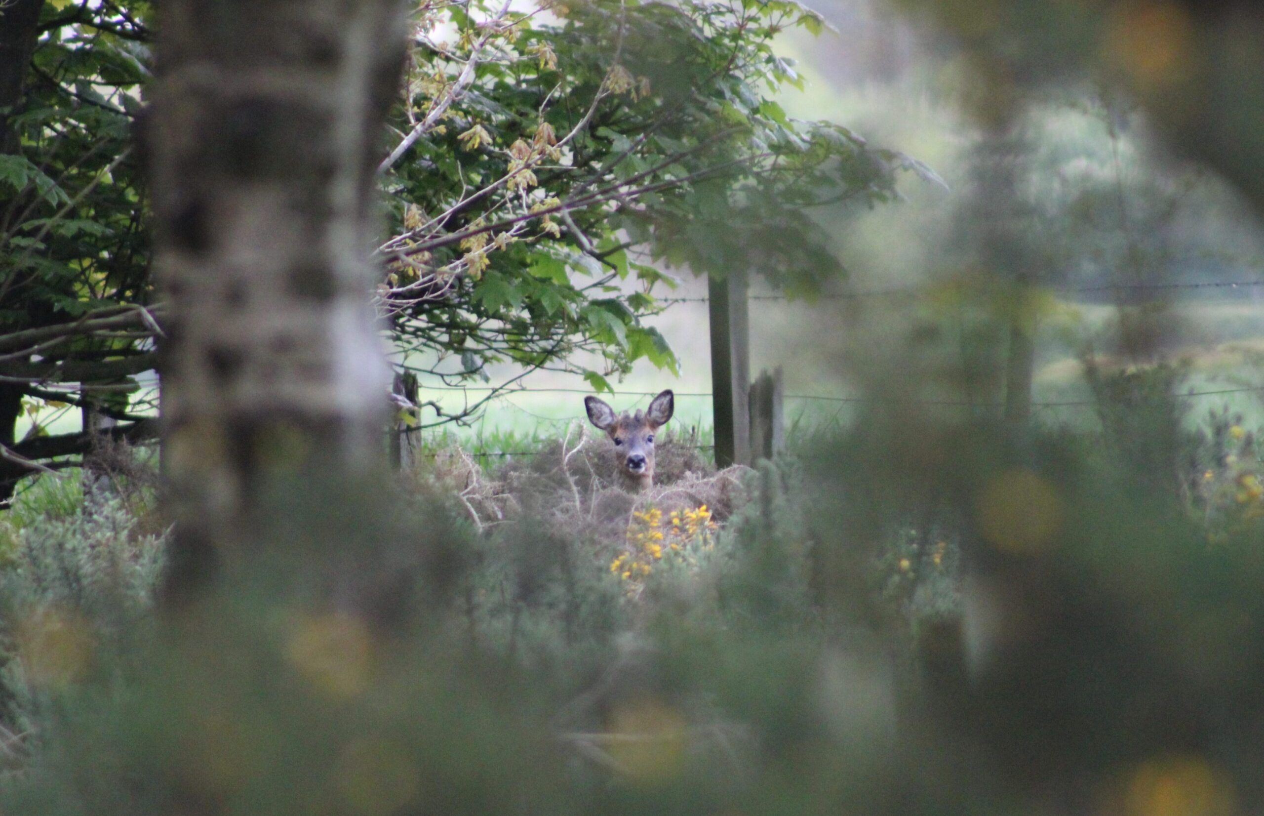 Wild Venison Box - Bowhouse